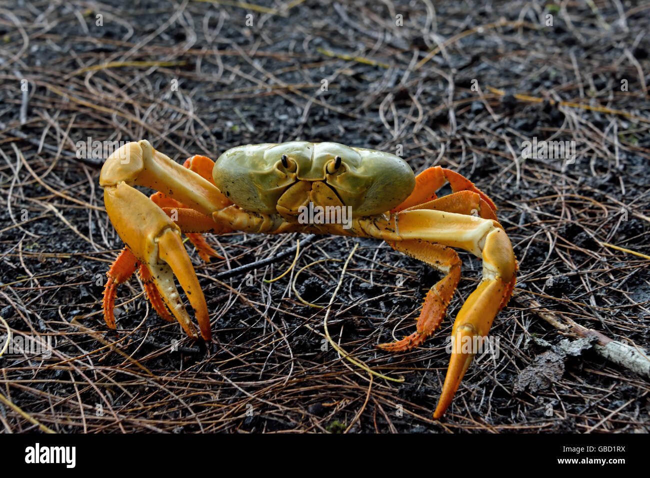 The yellow morph of the Ascension Island Land Crab (Johngarthia ...