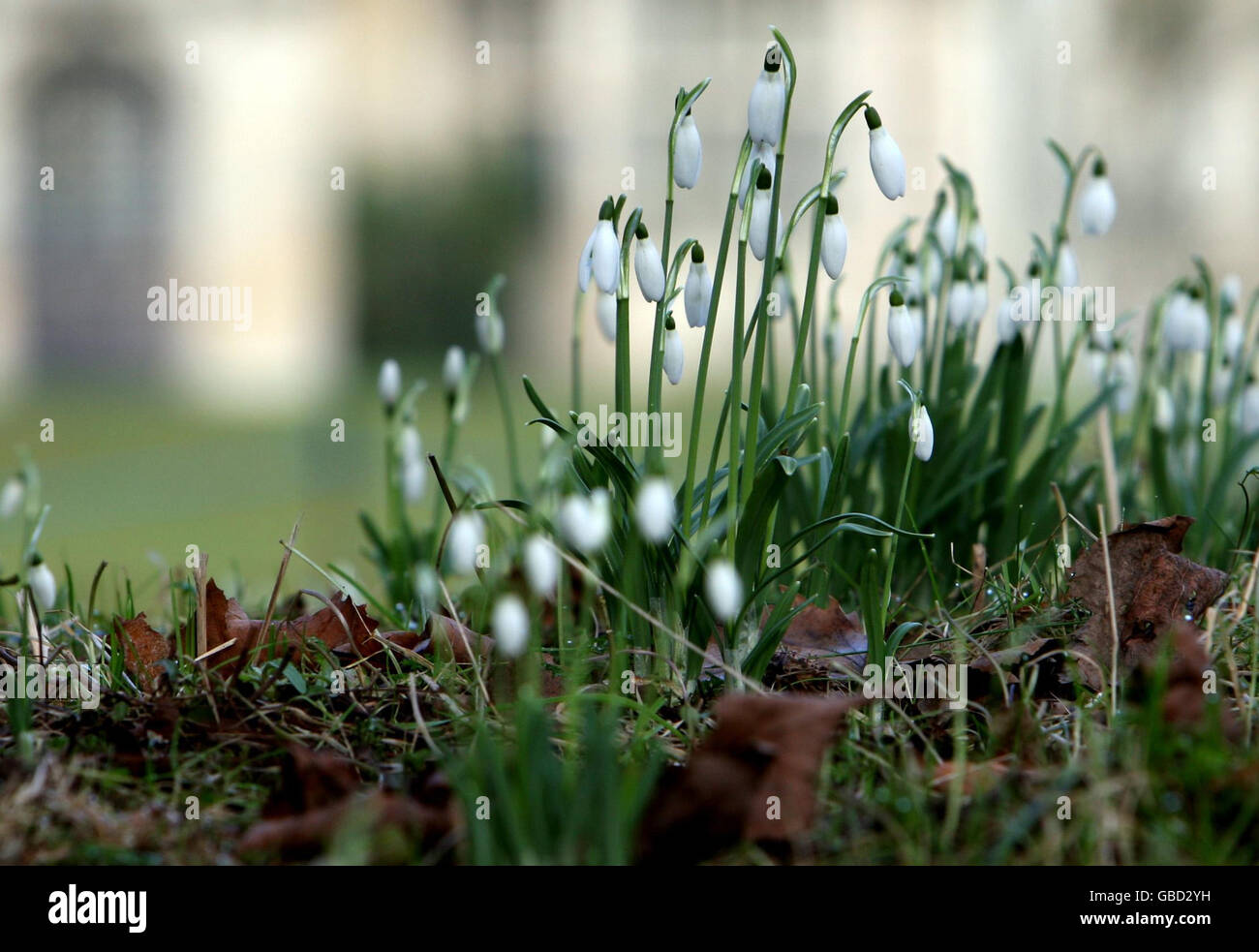 Snowdrops at anglesey abbey hi-res stock photography and images - Alamy
