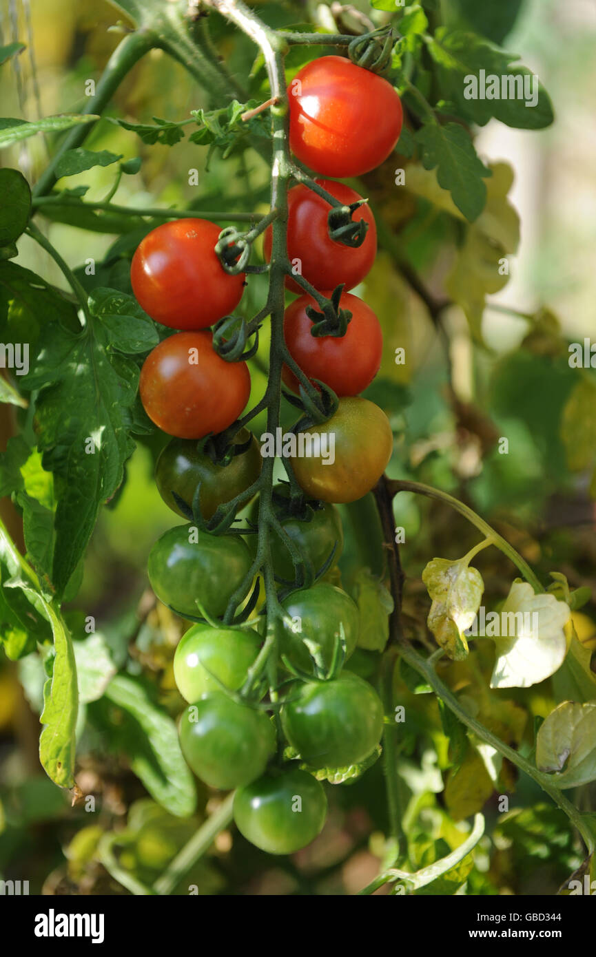 Gardening - Cherry Tomatoes Stock Photo - Alamy
