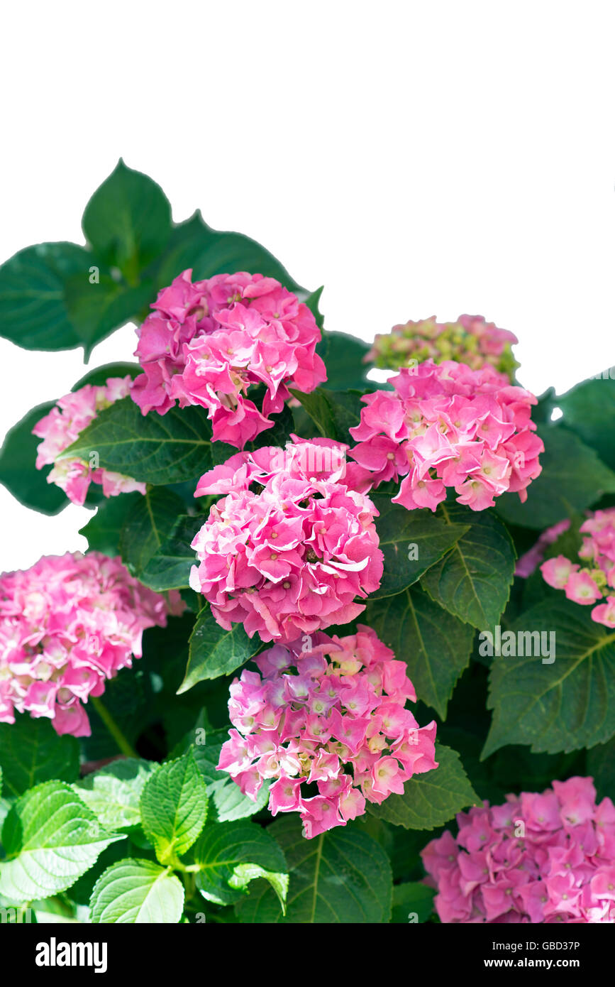 hydrangea bush pink, isolated on white background Stock Photo - Alamy