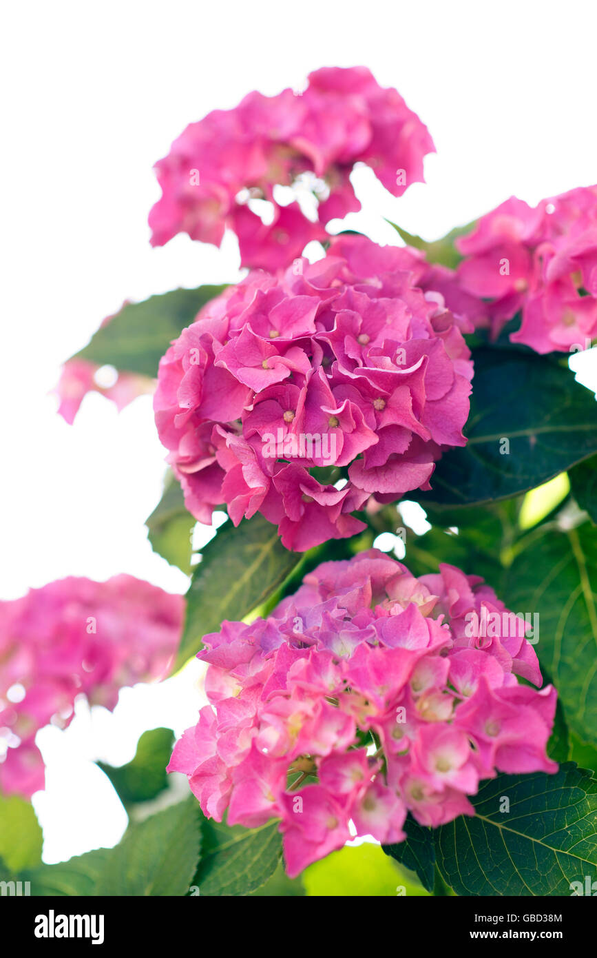 hydrangea bush pink, isolated on white background Stock Photo - Alamy