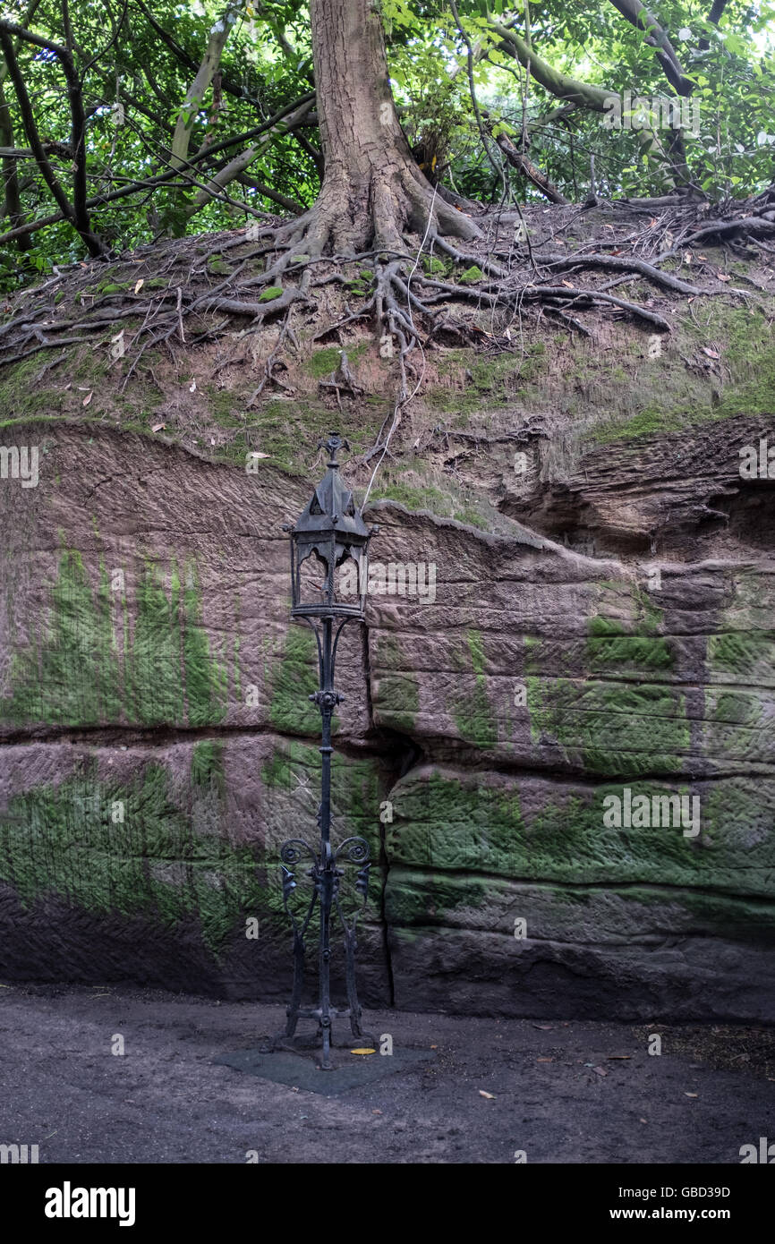 Exposed tree root system hi-res stock photography and images - Alamy