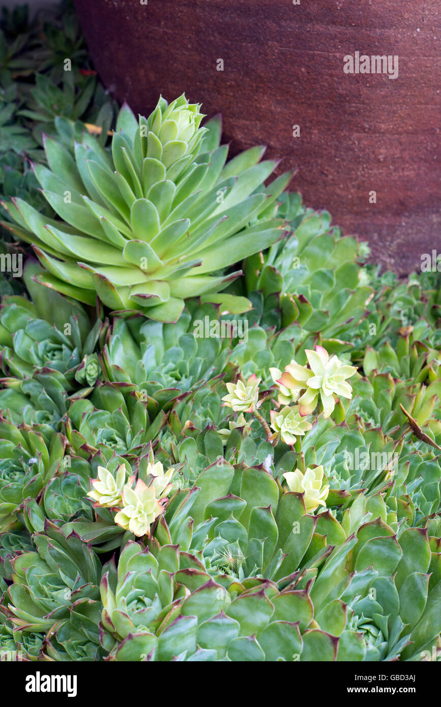 Large leaf succulent hi-res stock photography and images - Alamy