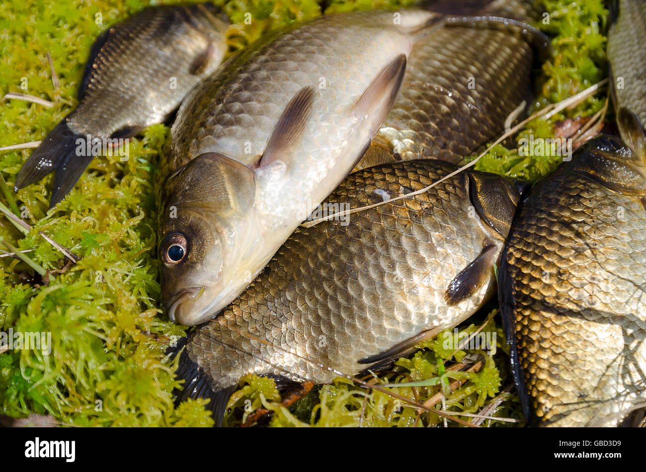 Carp lake river hi-res stock photography and images - Alamy