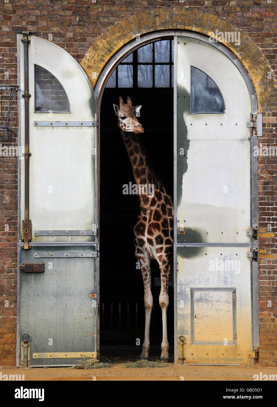 London Zoo. A giraffe at London Zoo avoids the cold weather as snowfall ...