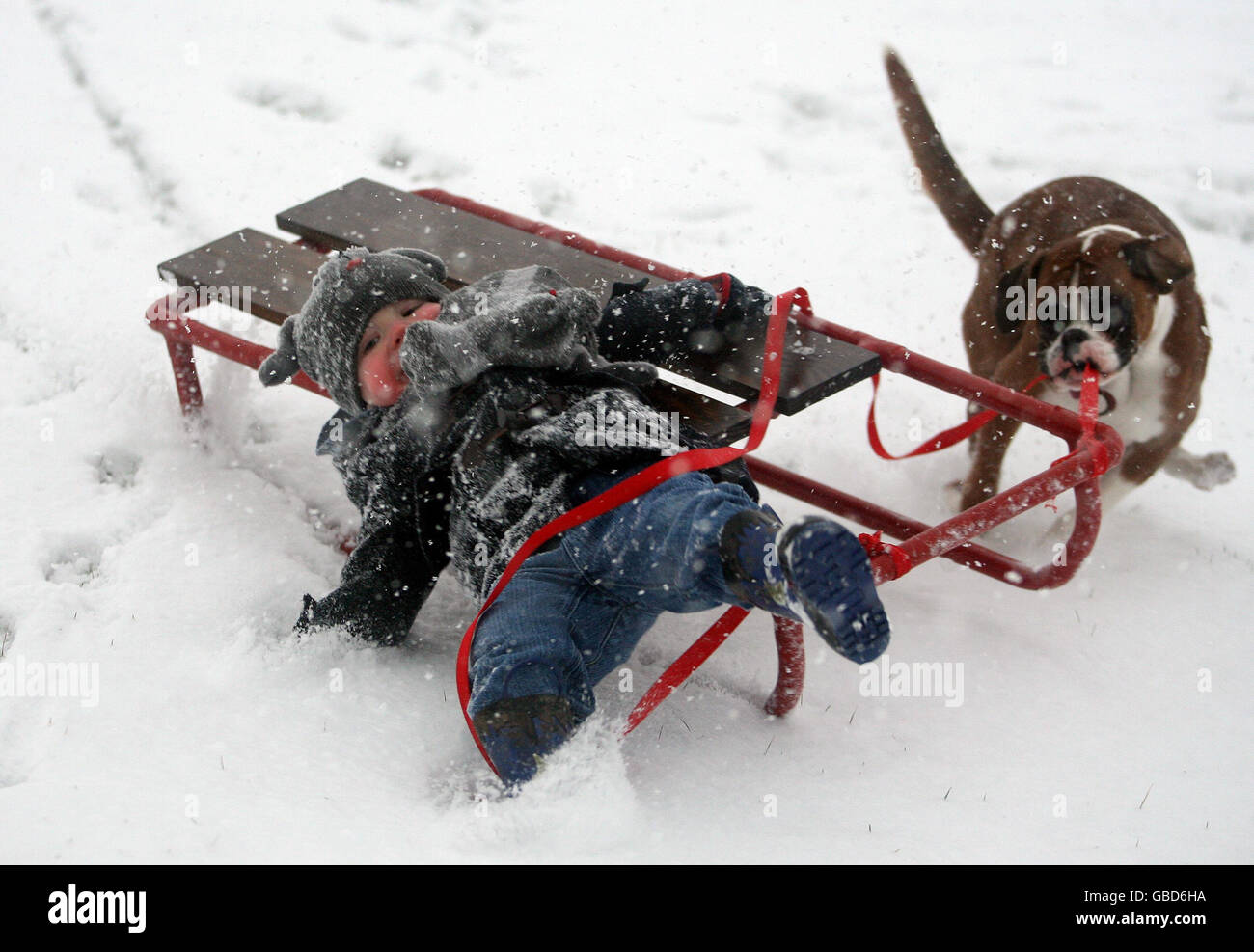 Dog pulling sled child hi-res stock photography and images - Alamy