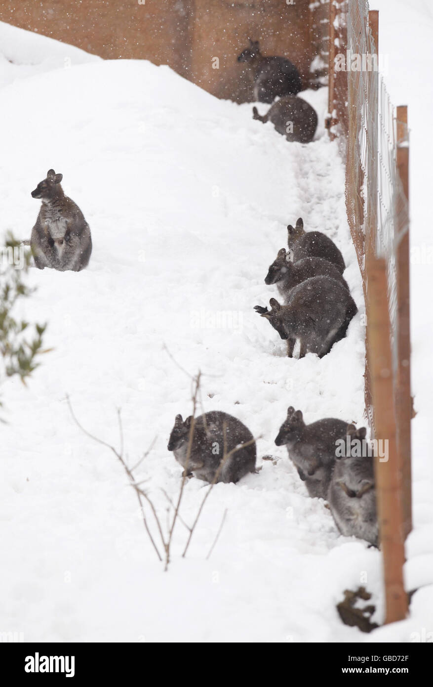 Snow wallaby winter wallaby wallabies hi-res stock photography and ...