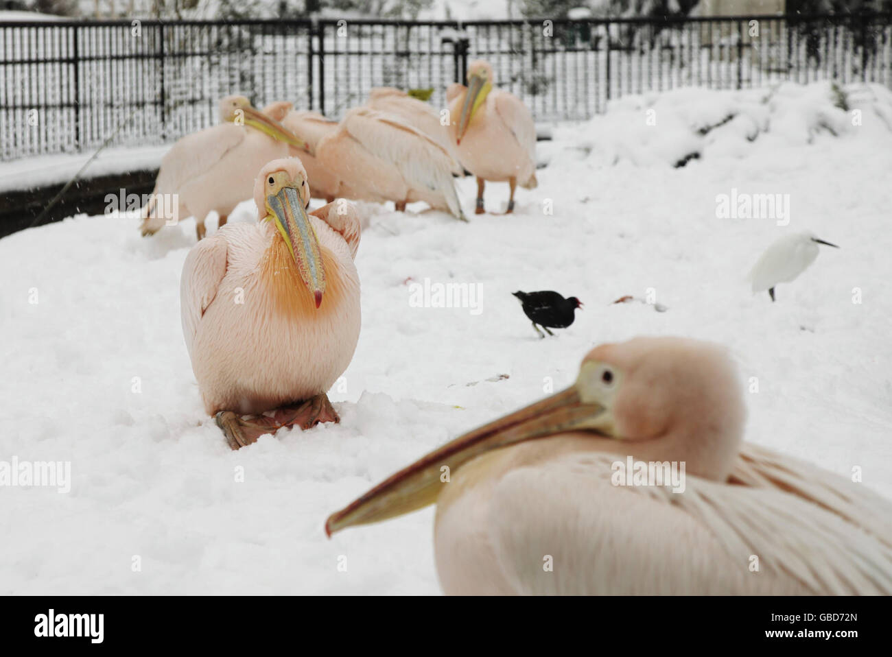 Flamingos from the Falklands in the snow at London Zoo in Regent's Park ...