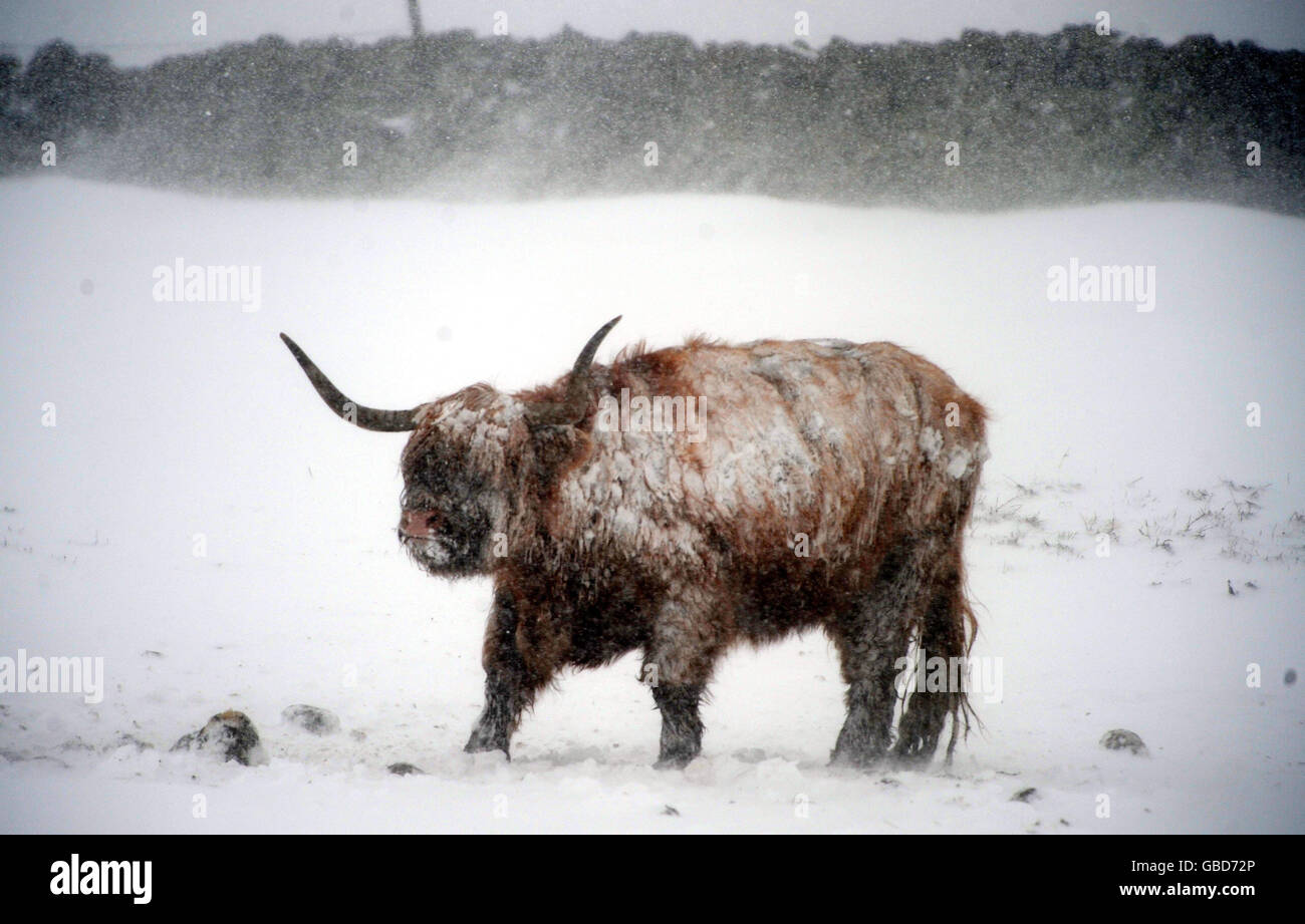 Durham cattle hi-res stock photography and images - Alamy