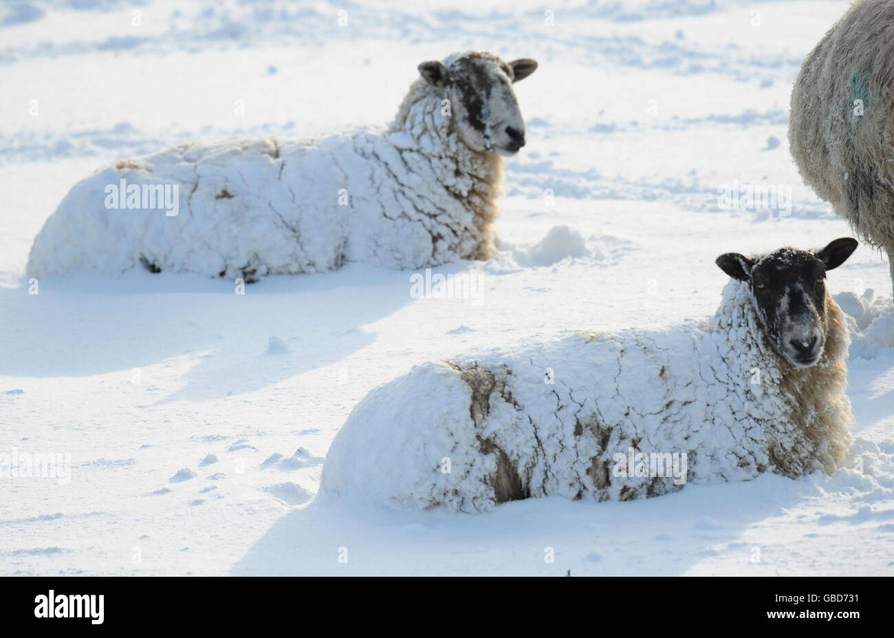 Sheep in the heavy snow in barnard castle hi-res stock photography and ...