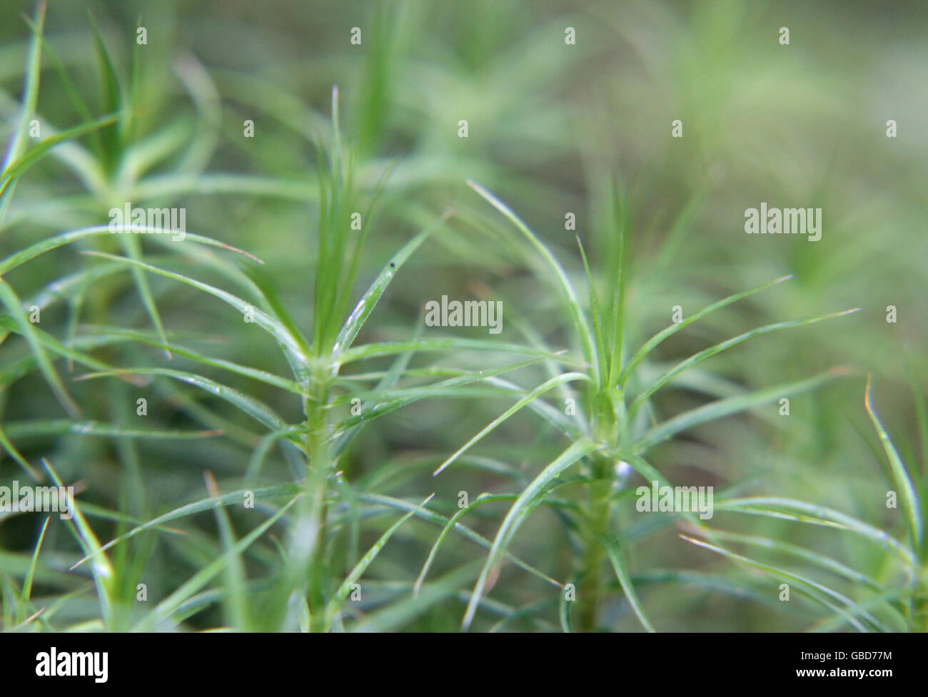 Green moss bryophyta hi-res stock photography and images - Alamy