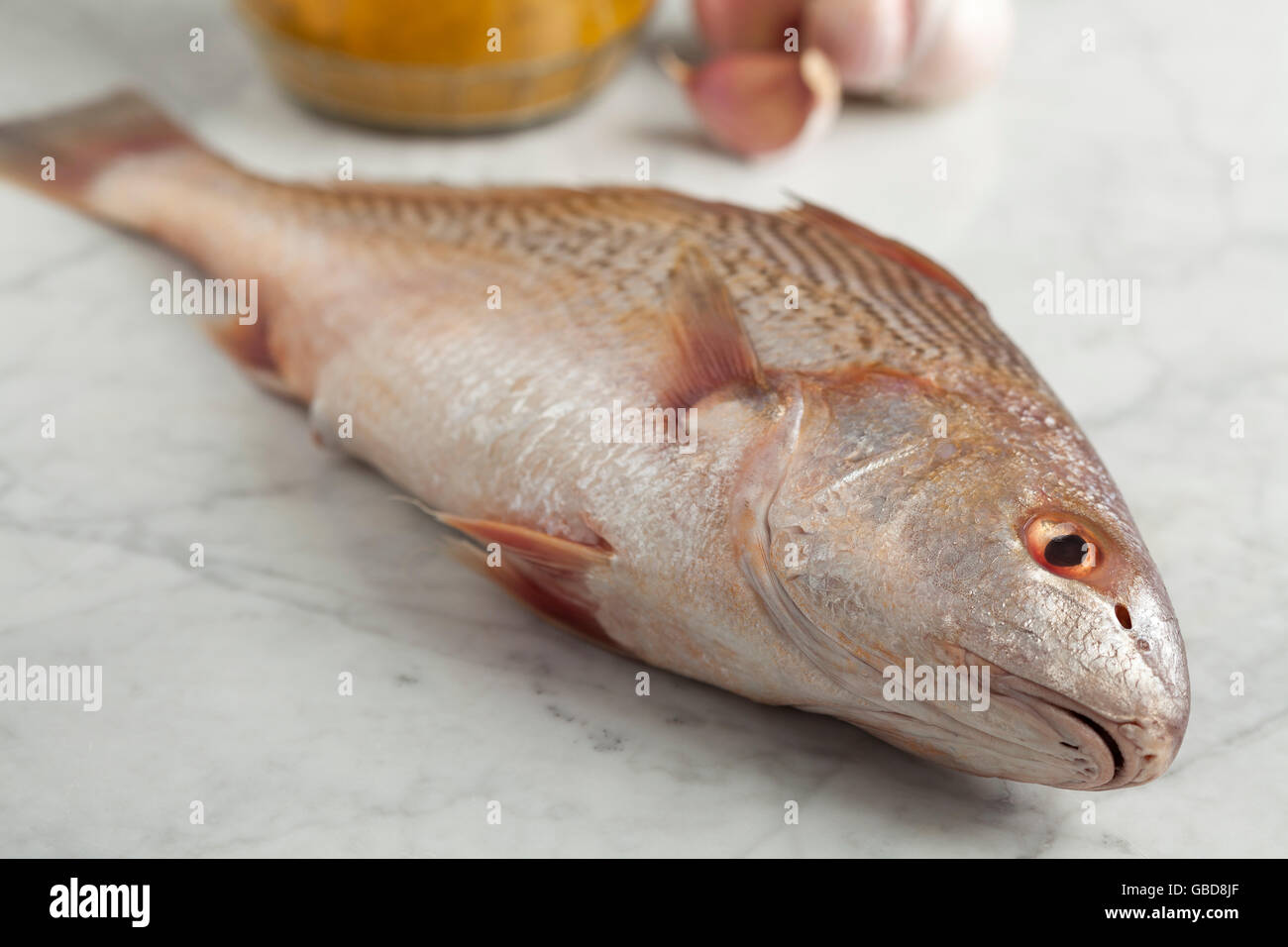 Plagioscion surinamensis hi-res stock photography and images - Alamy