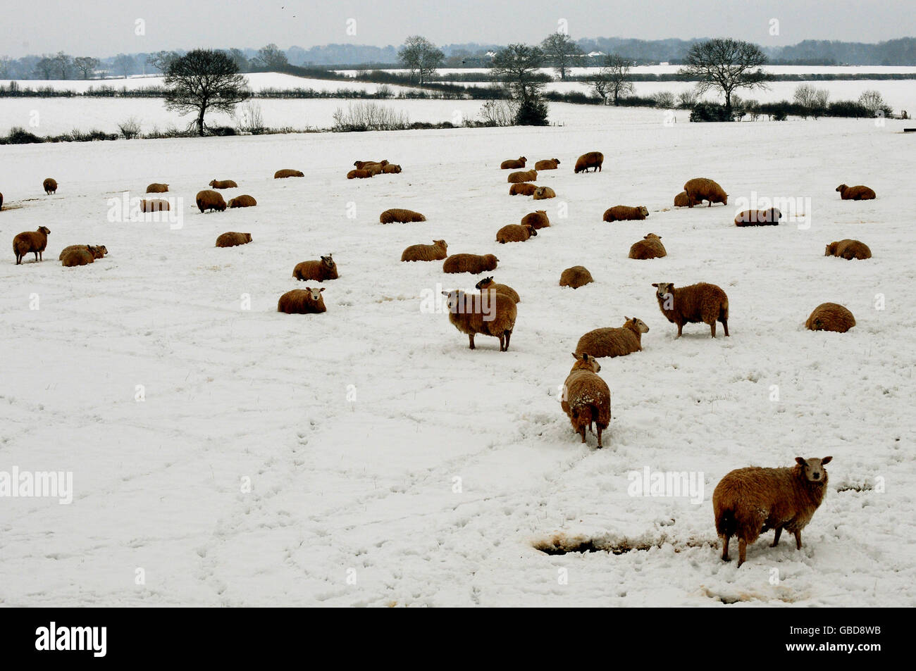 Weather sheep hi-res stock photography and images - Alamy