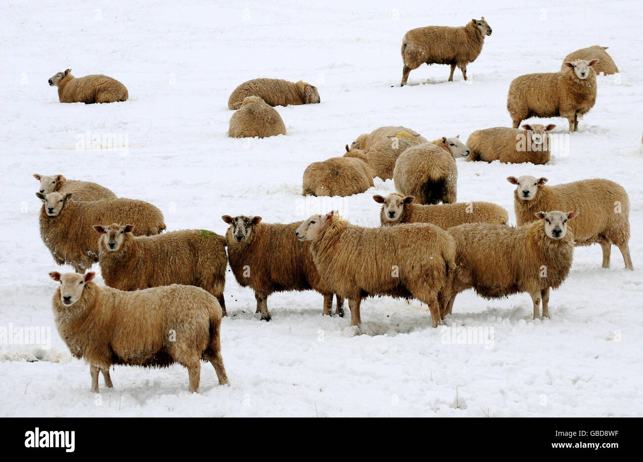 Sheep in snow storm hi-res stock photography and images - Alamy