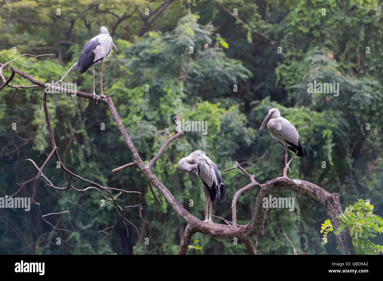 Indian openbill stork (Anastomus oscitans Stock Photo - Alamy