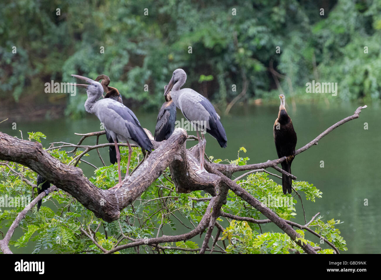 Indian openbill stork (Anastomus oscitans Stock Photo - Alamy