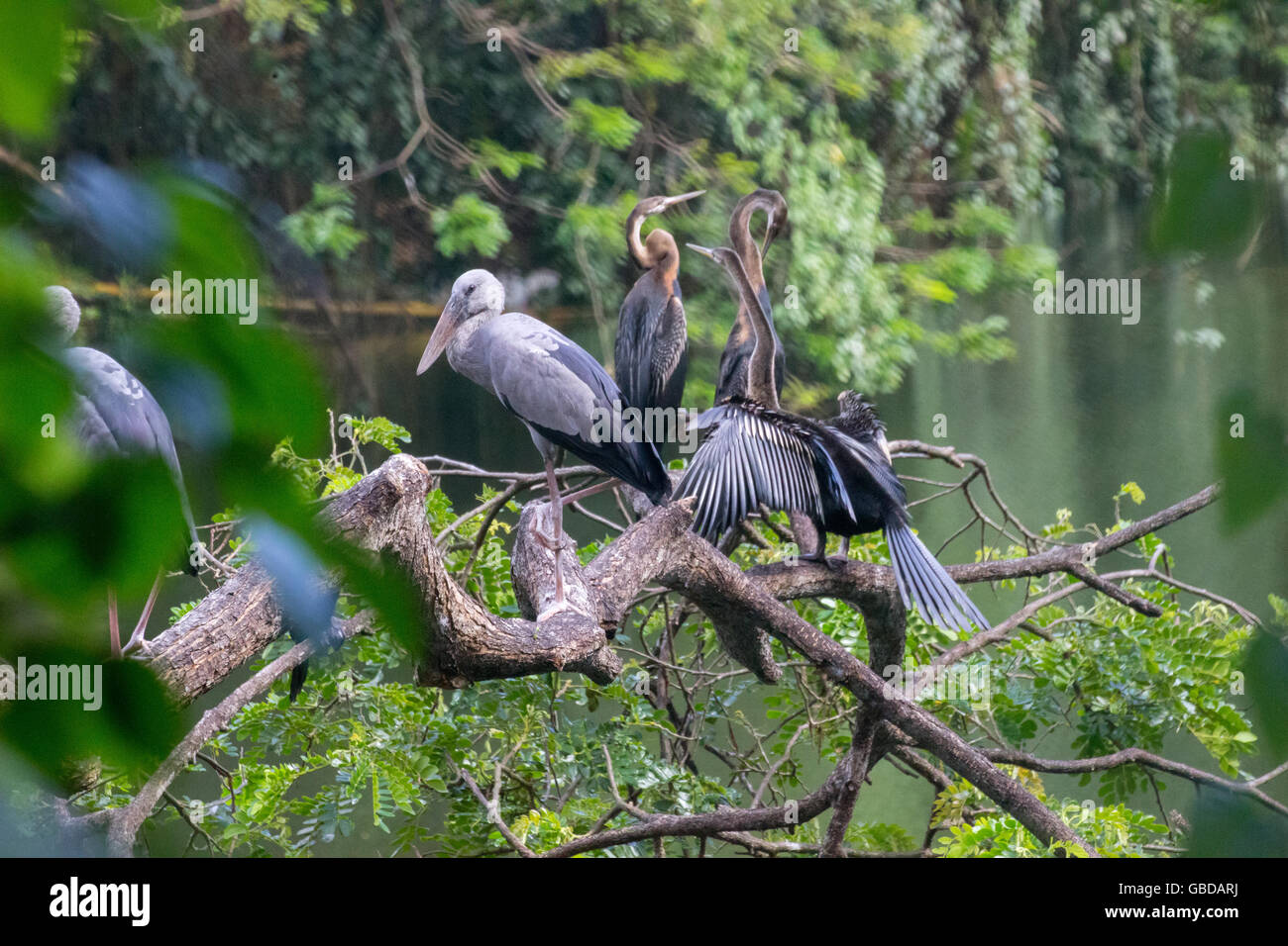 Indian darter hi-res stock photography and images - Alamy
