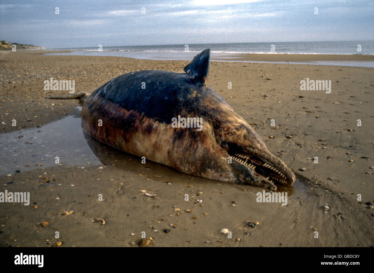 Dead whale on a beach hi-res stock photography and images - Alamy