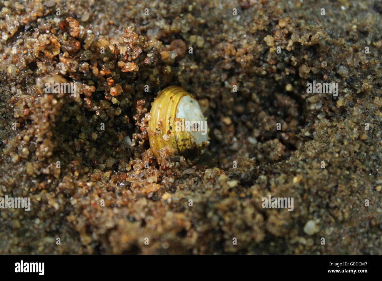 A freshwater golden clam Stock Photo - Alamy