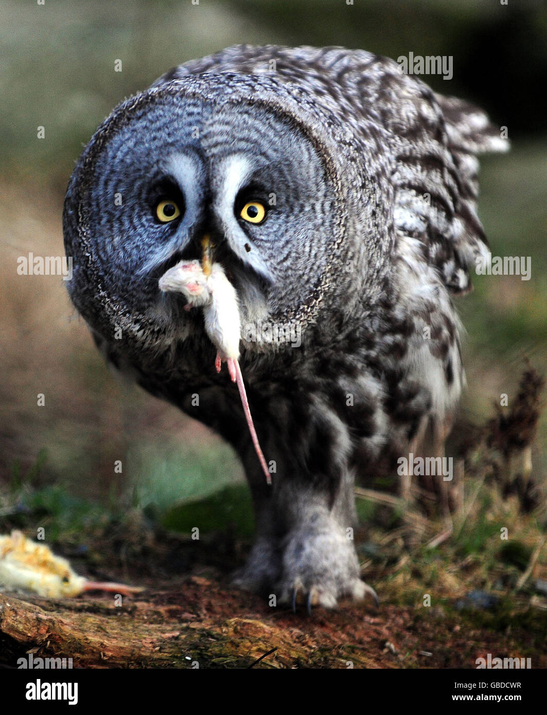Edinburgh Zoo. Great Grey Owl at Edinburgh Zoo Stock Photo - Alamy