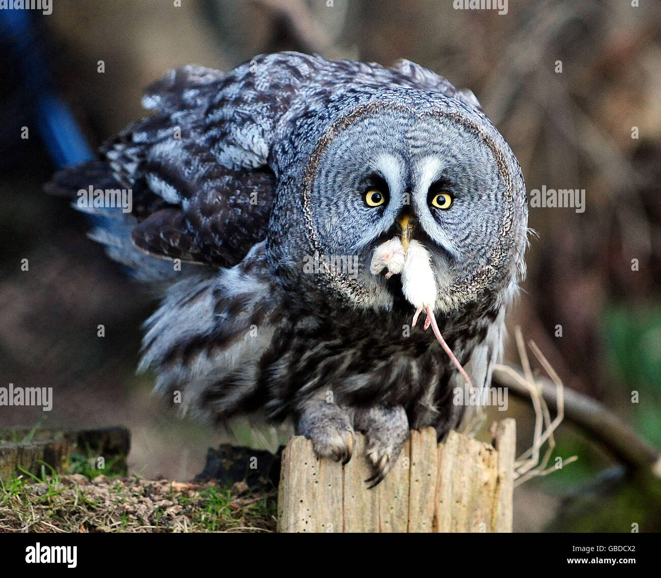 Edinburgh owl hi-res stock photography and images - Alamy