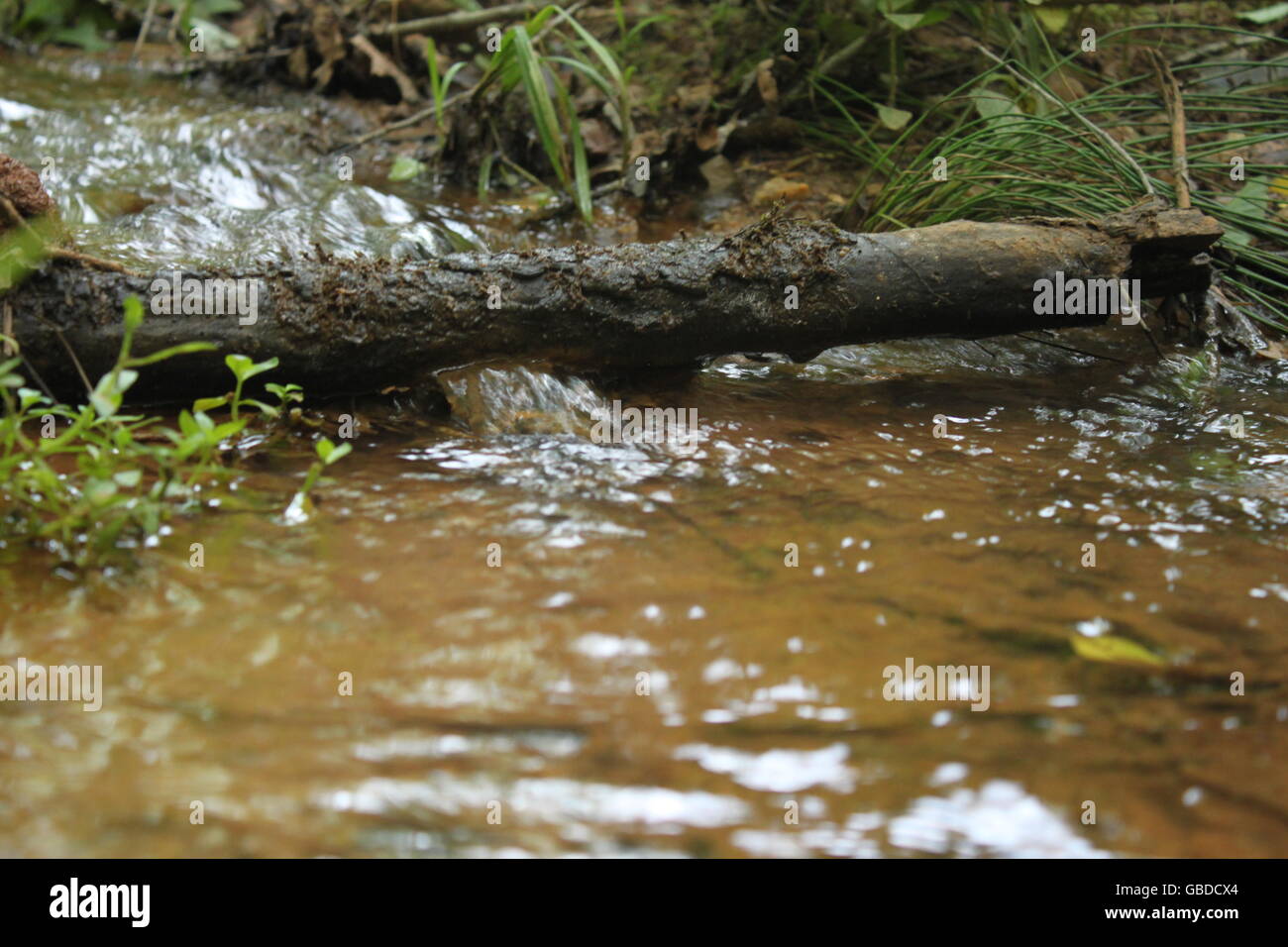 Water spring in woods close hi-res stock photography and images - Alamy