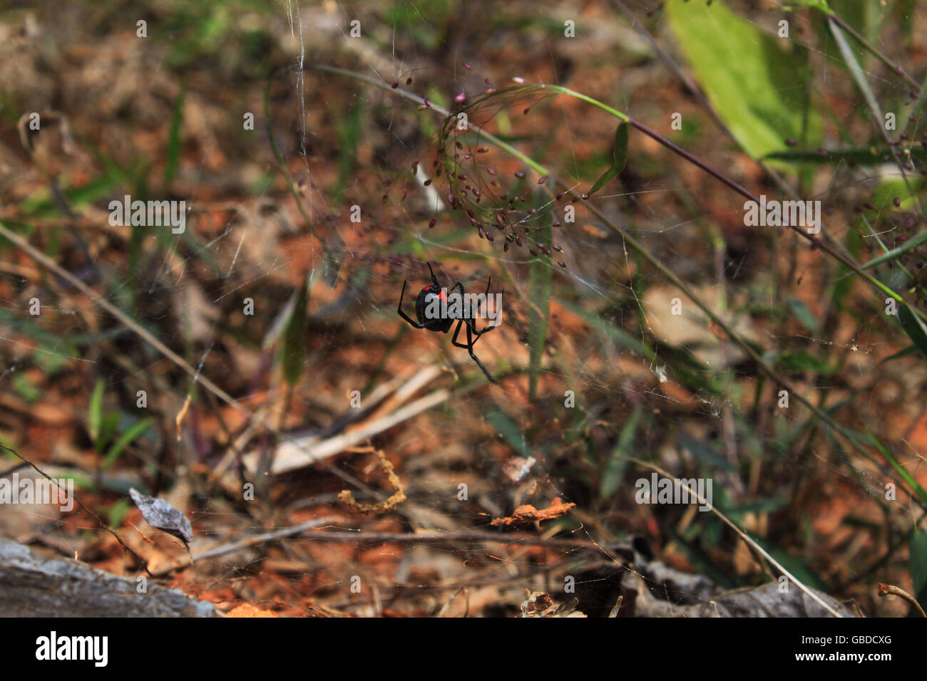Black widow spider in web hi-res stock photography and images - Alamy