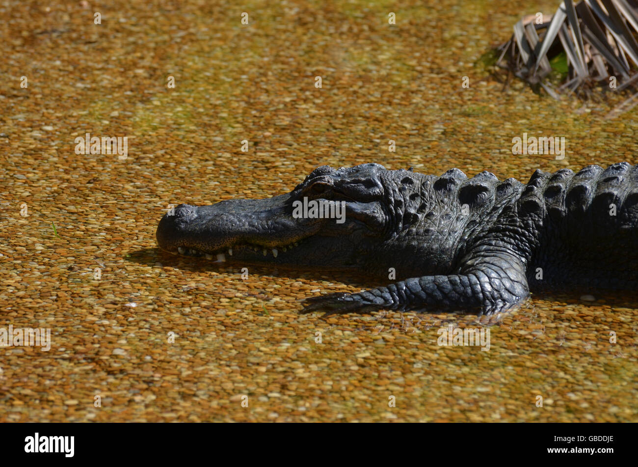 Alligators sunshine hi-res stock photography and images - Alamy