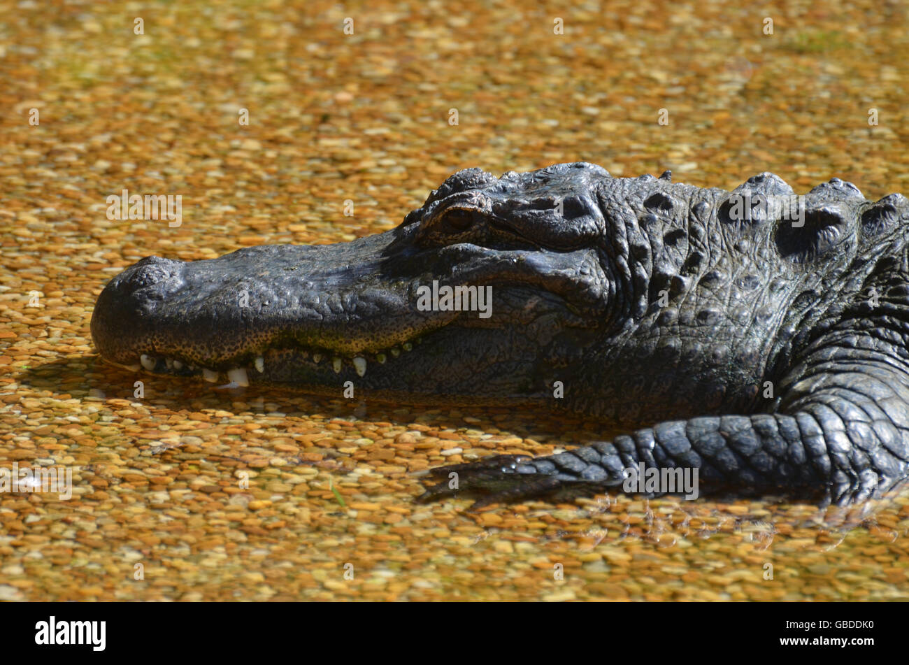 Alligator resting in shallow waters on a sunny day Stock Photo - Alamy