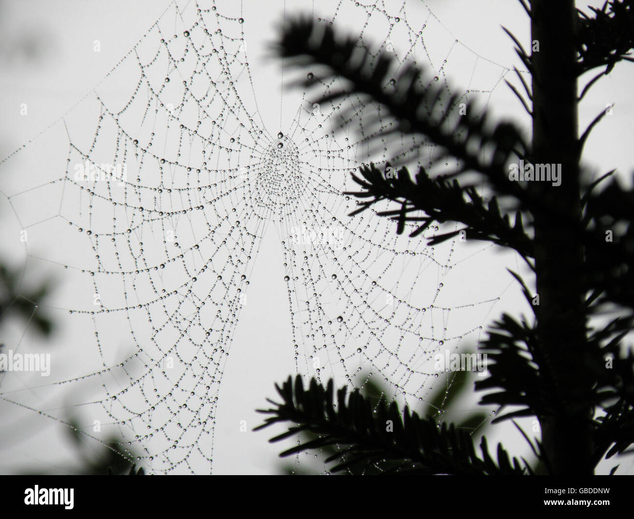 Oobweb hi-res stock photography and images - Alamy