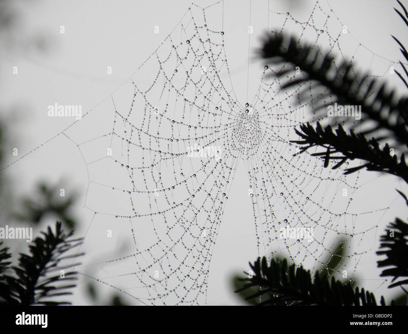 Spider's web with rain drops in a pine grove Stock Photo - Alamy