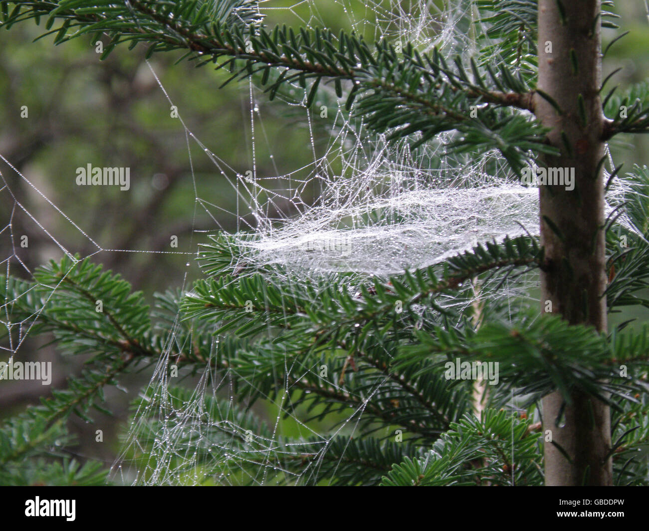 Spiderweb Cocooned Trees