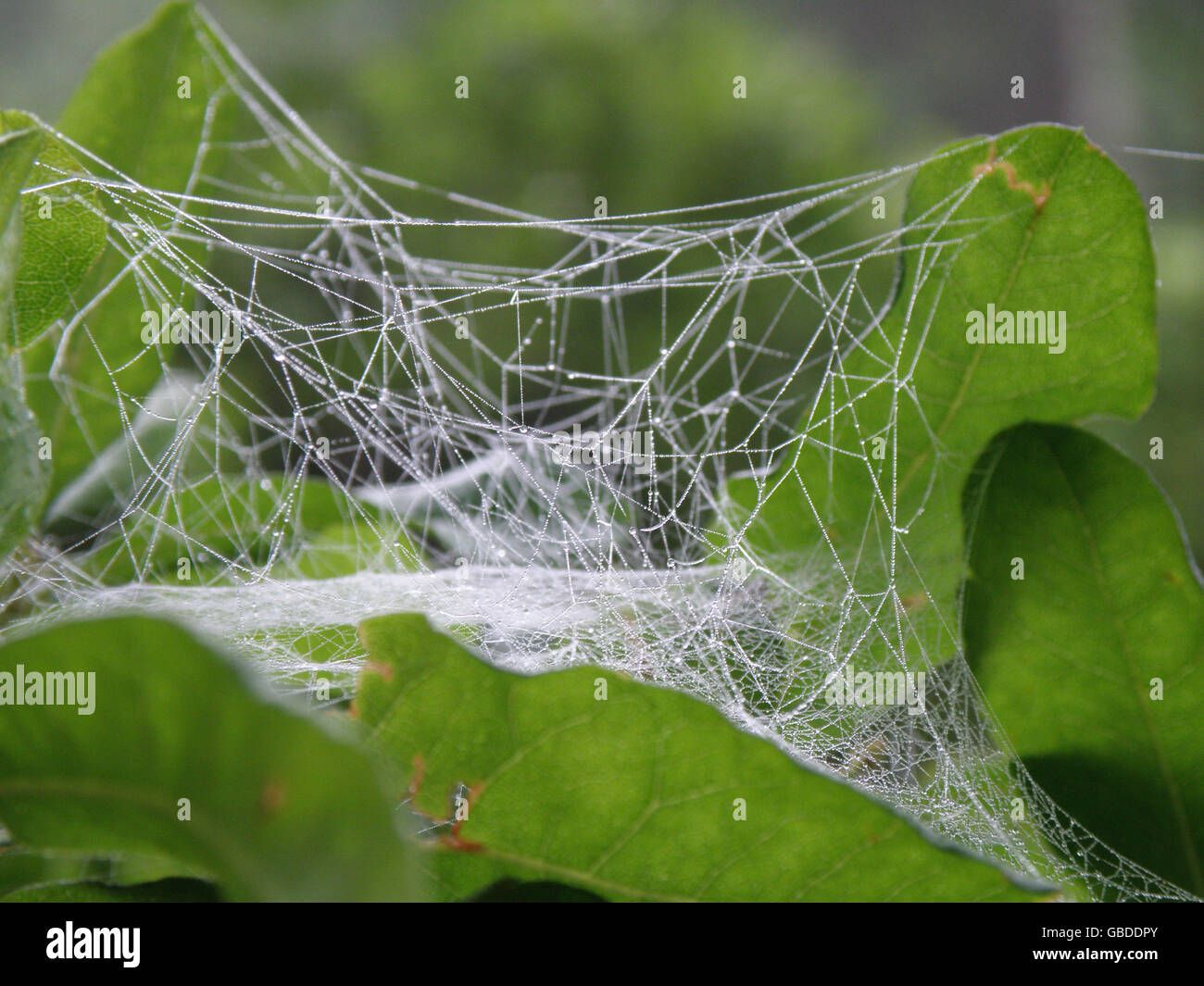 Cocoon with rain drops caught in the web Stock Photo - Alamy
