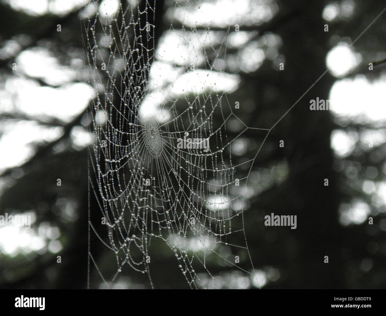 Spider web in nature with dew drops on the gossamer strands Stock Photo ...