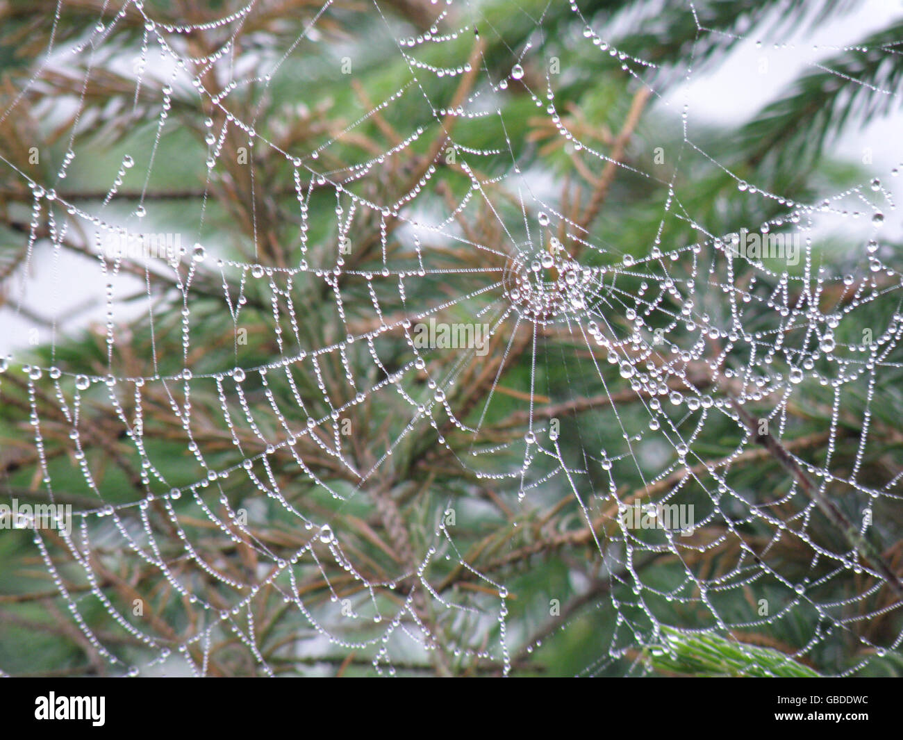 Rain drops caught in a spider web in nature Stock Photo - Alamy