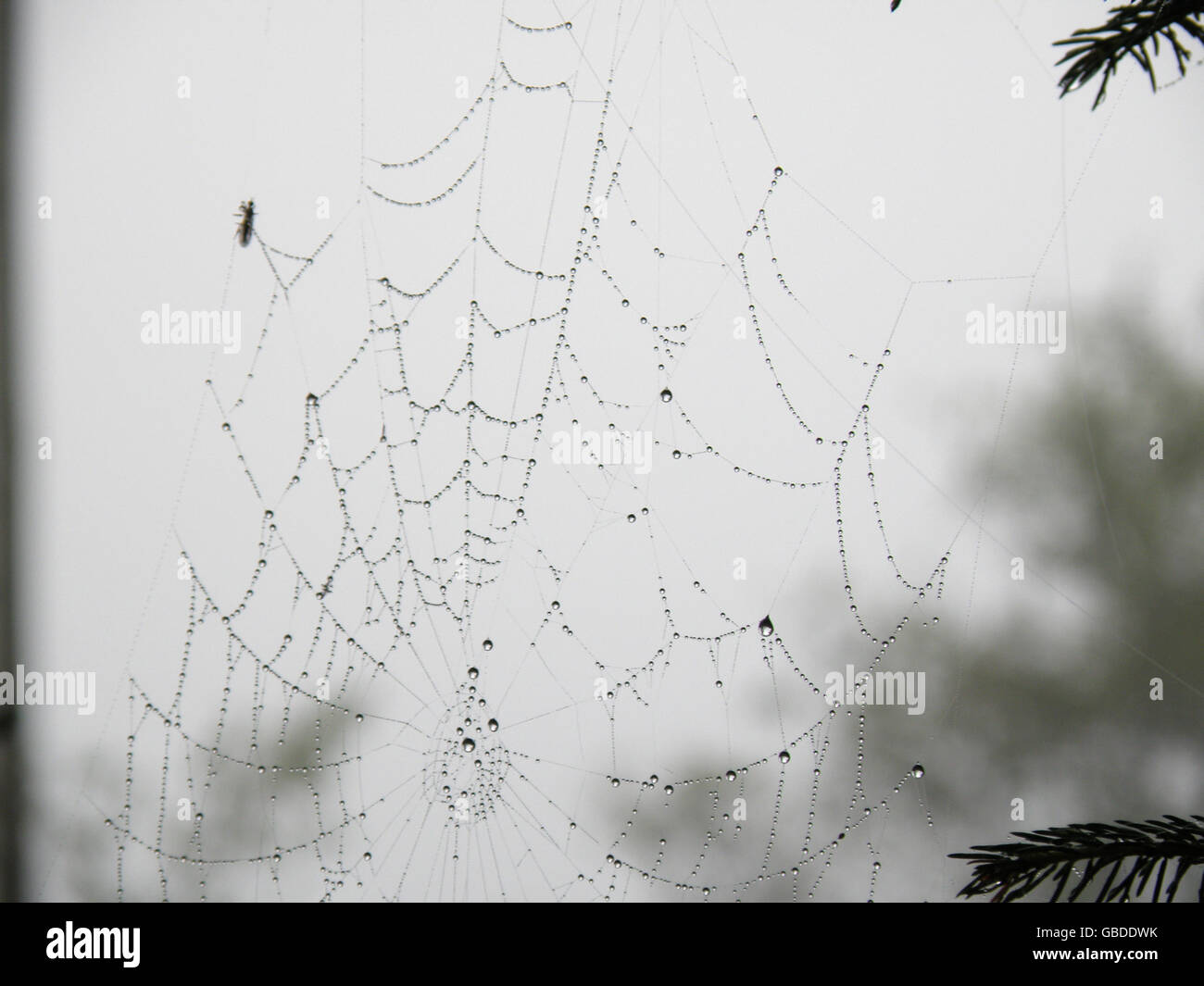 Rain drops clinging to a spider's web Stock Photo - Alamy