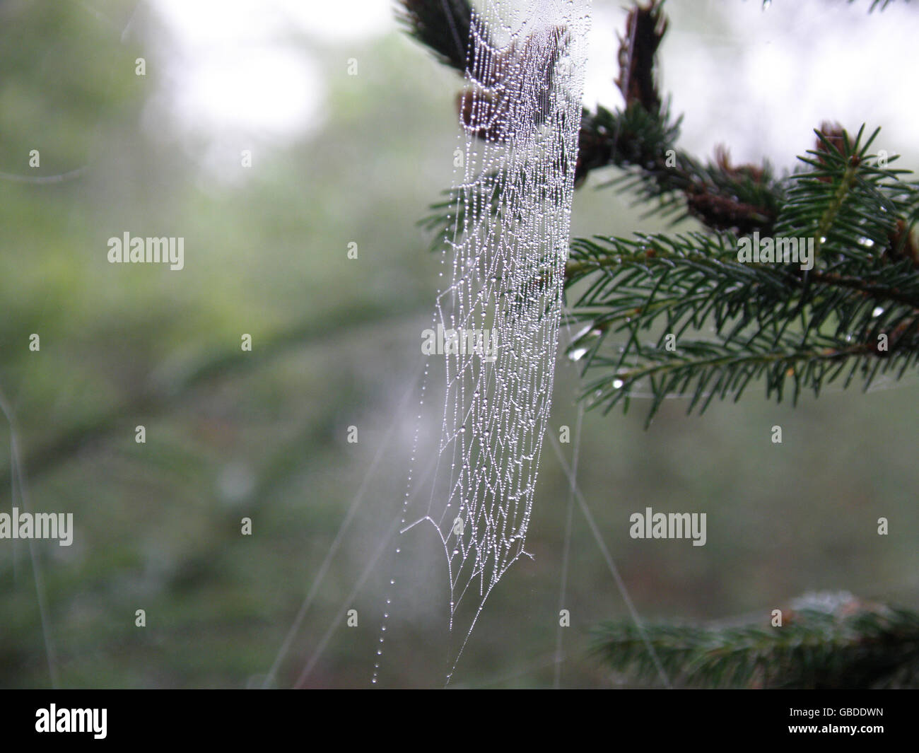 Perfection of a spider web in nature Stock Photo - Alamy