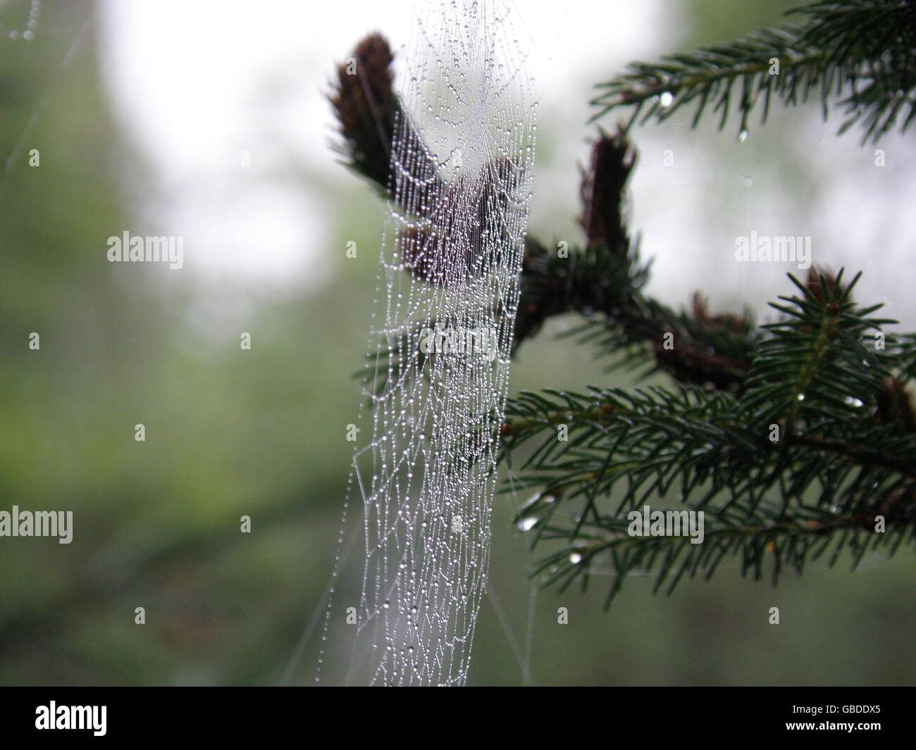 Rain drops caught in a spider web hanging from a pine tree branch Stock ...