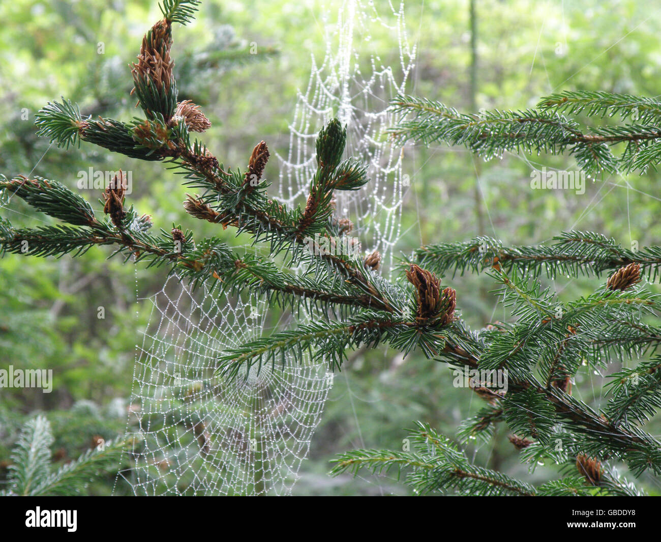 Spider webs hanging from branches of an evergreen tree Stock Photo - Alamy