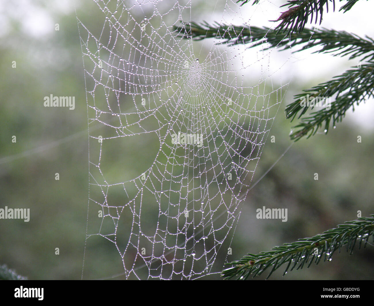 Water drops in a gossamer spider web Stock Photo - Alamy