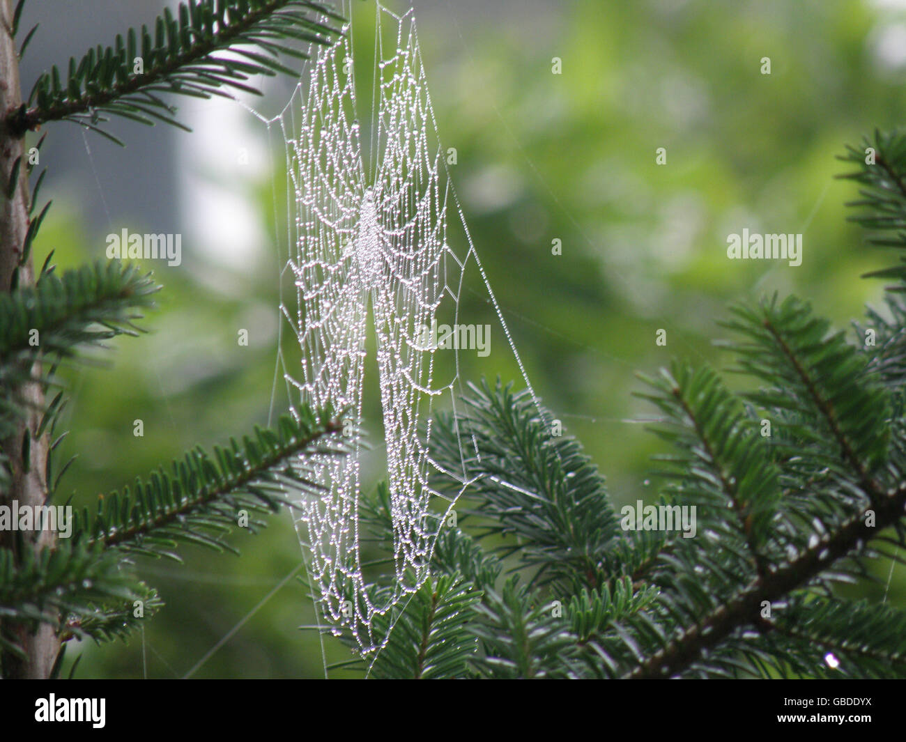 Spider web with rain drops clinging to the strands of spider thread ...