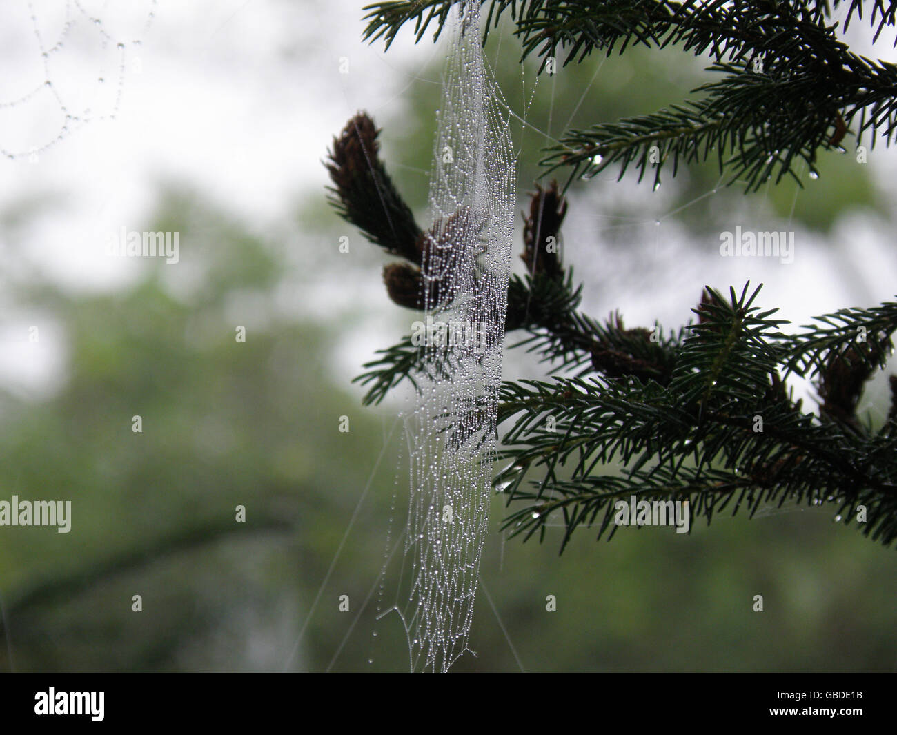 Spider web caught in a pine tree Stock Photo - Alamy