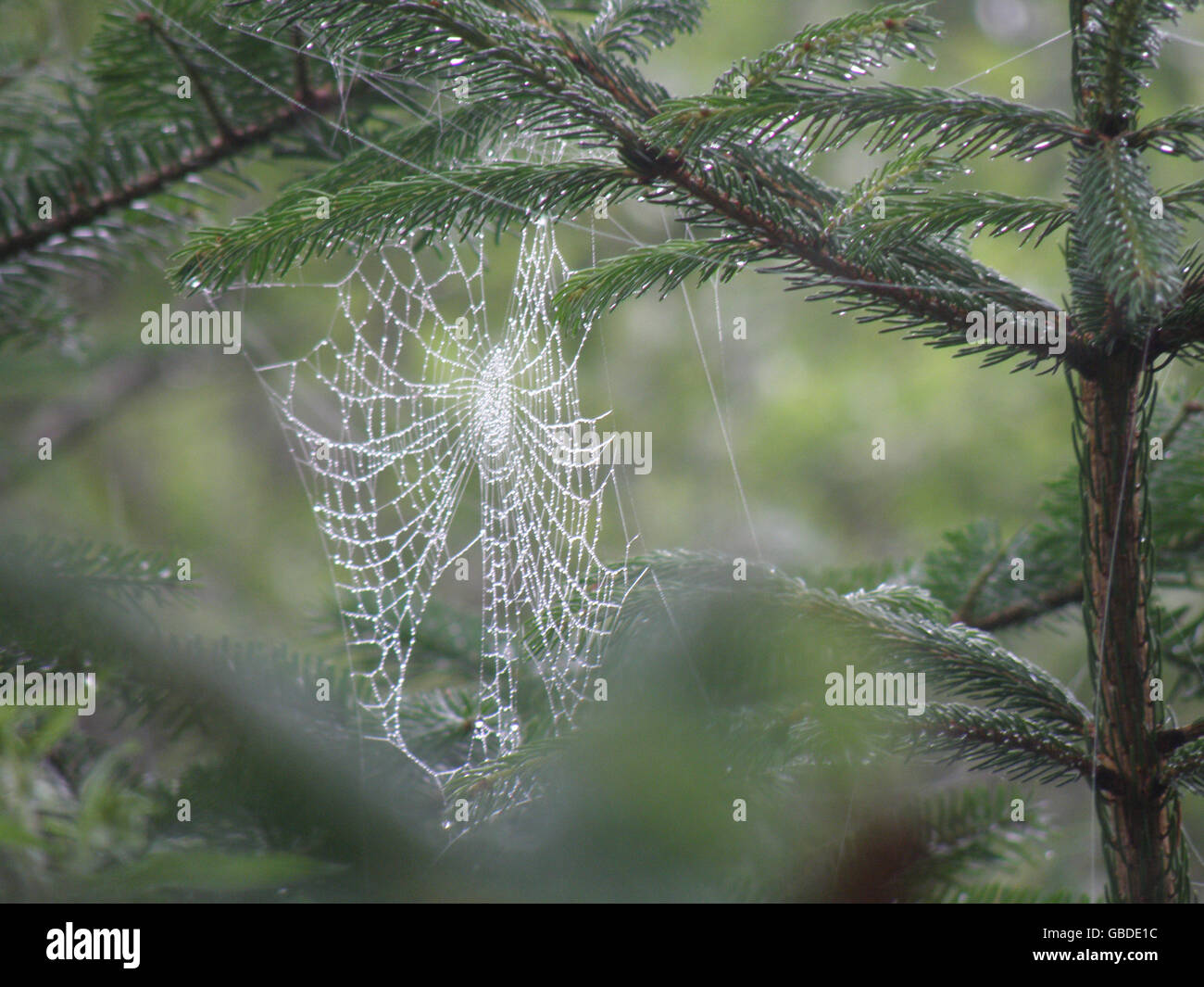 Glistening spider web in a pine grove of trees Stock Photo - Alamy
