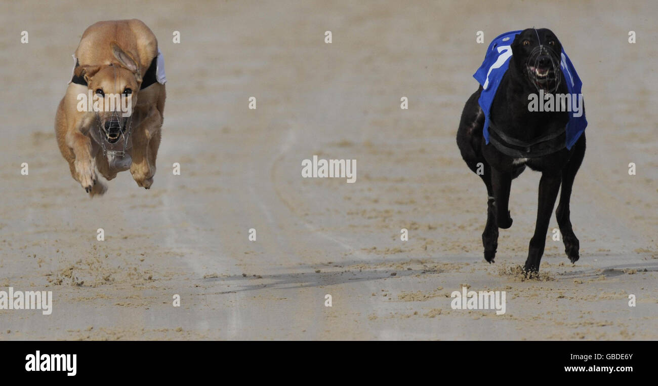 Greyhound Racing - Brighton and Hove Greyhound Stadium Stock Photo - Alamy
