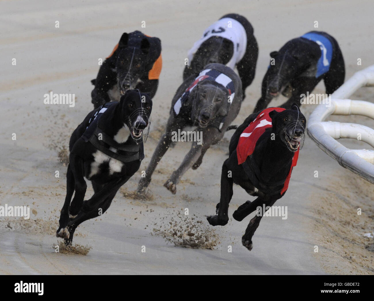 Greyhound Racing - Brighton and Hove Greyhound Stadium. Runners in the ...