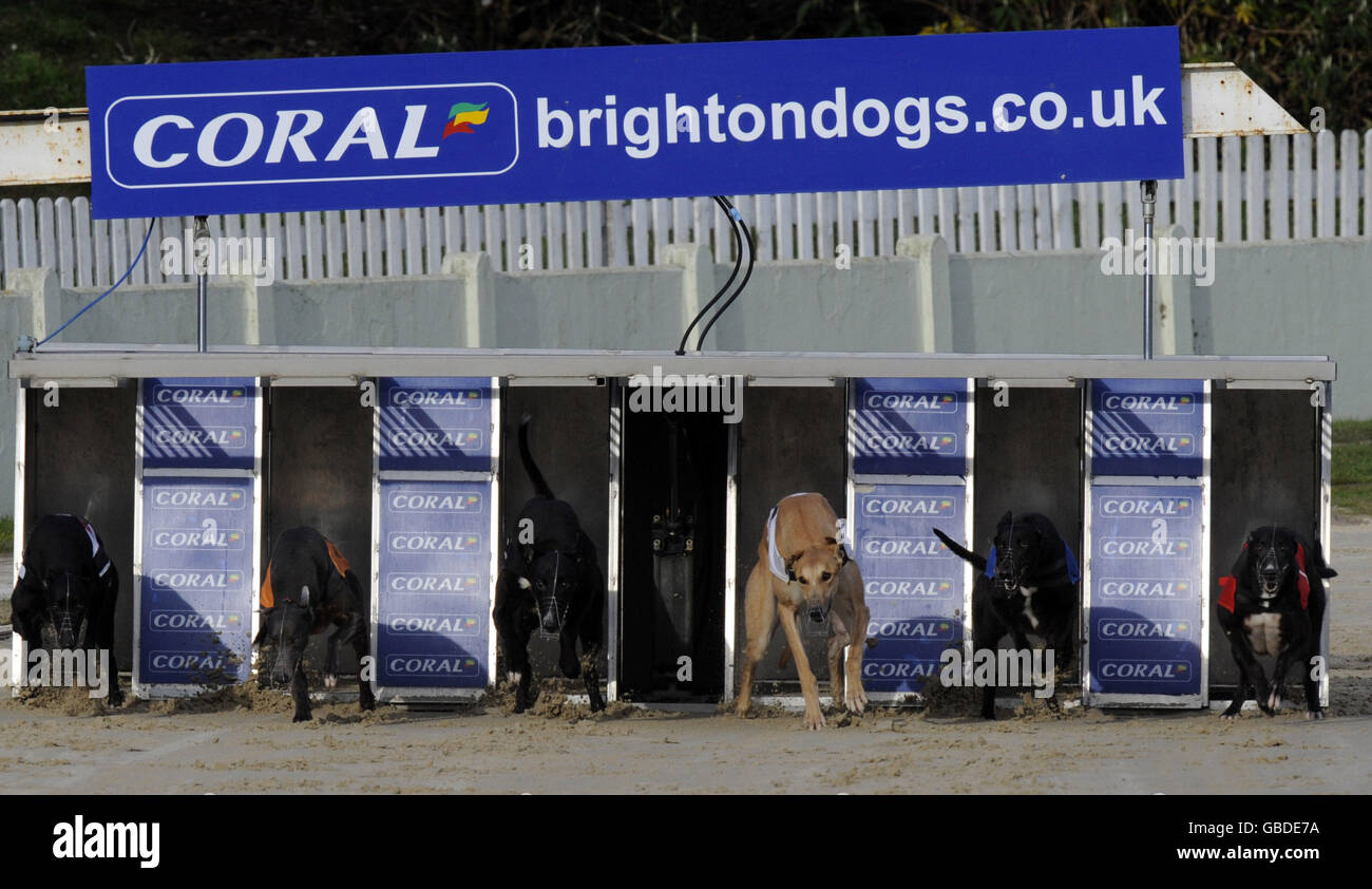 Greyhound race start hi-res stock photography and images - Alamy