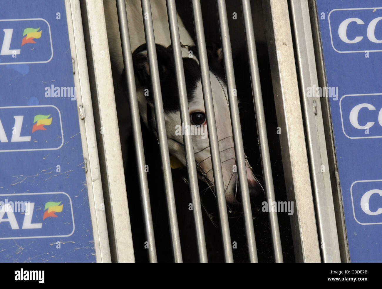 Greyhounds start the race at brighton hove greyhound stadium hi-res ...