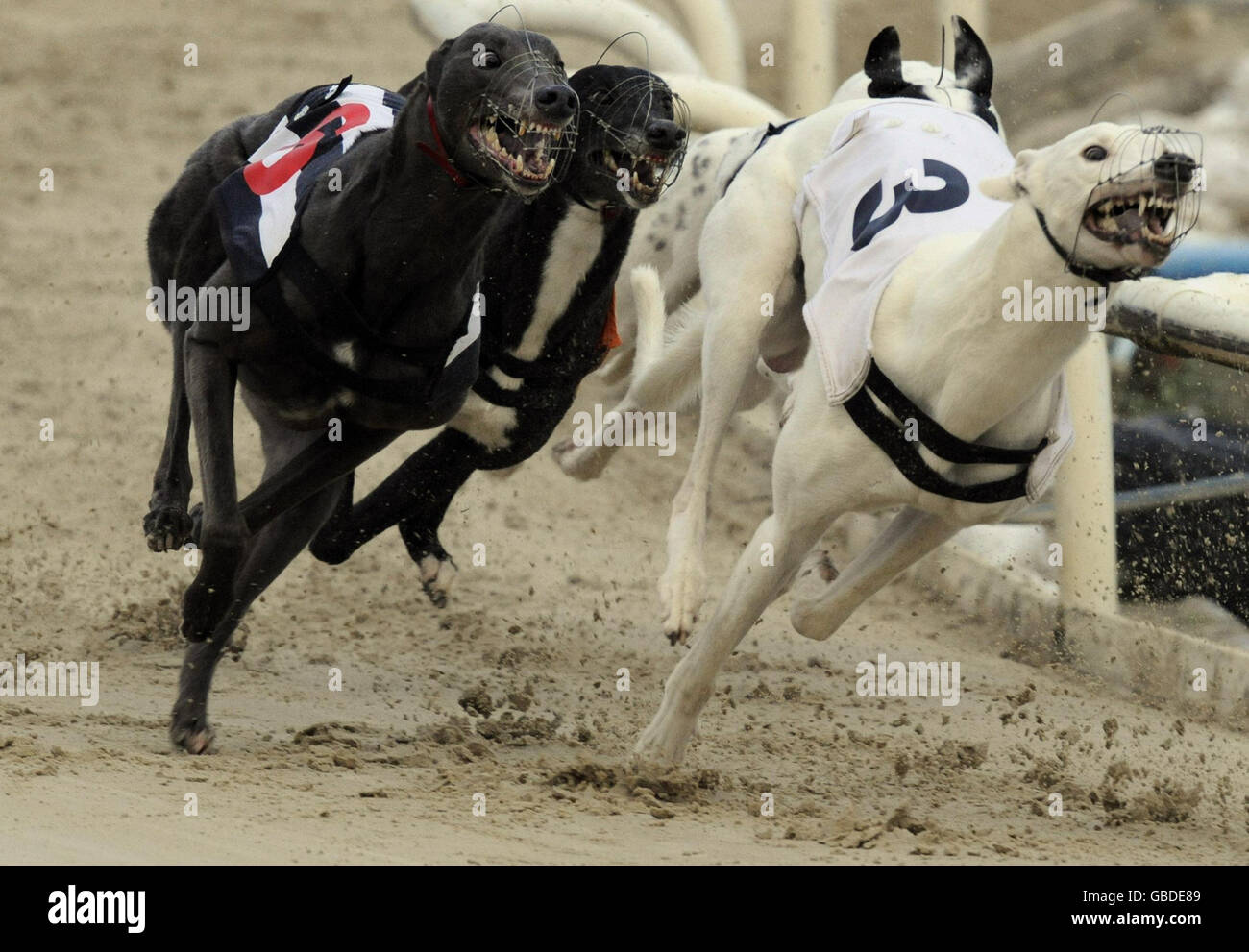 Greyhound Racing - Brighton and Hove Greyhound Stadium Stock Photo - Alamy
