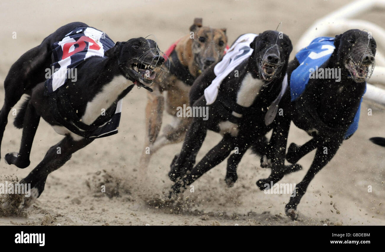 Greyhounds brighton hove greyhound stadium hi-res stock photography and ...