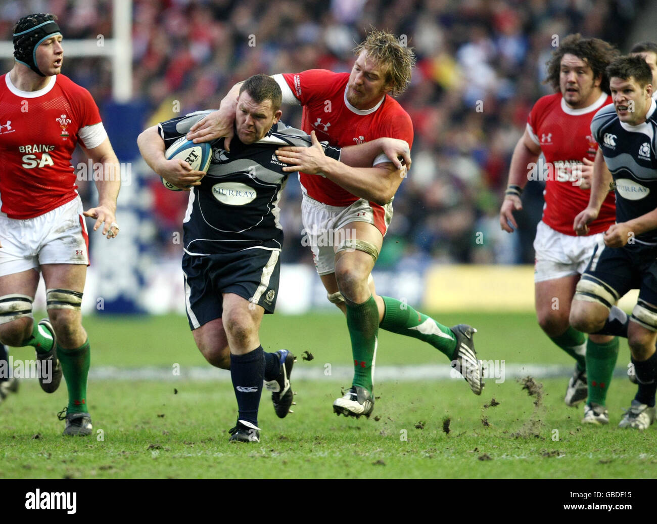 Rugbyu scotland full length tackling mangdm hi-res stock photography ...